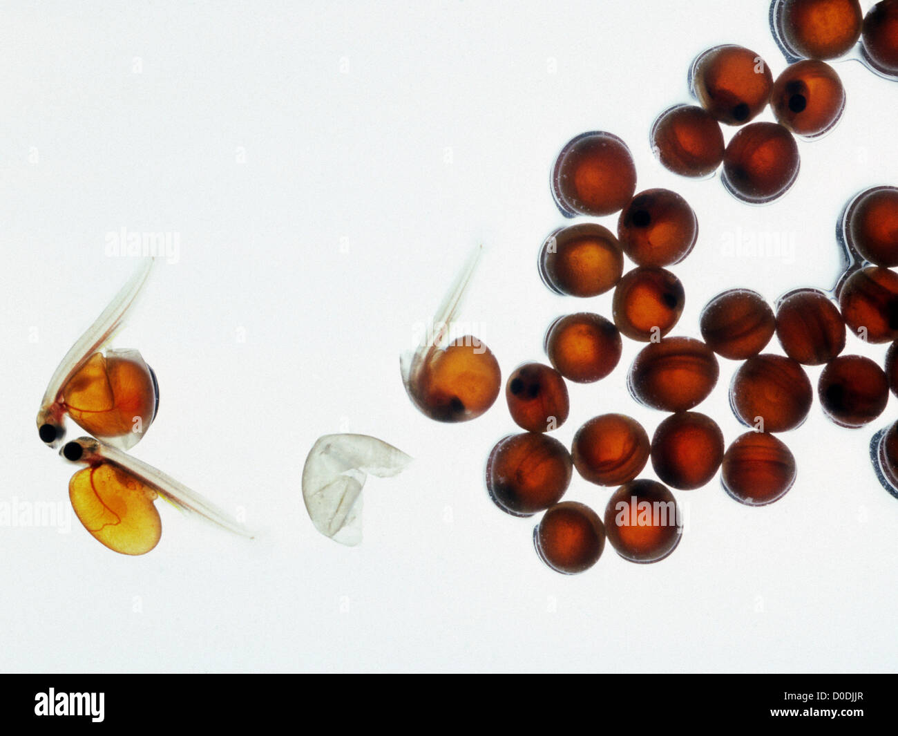 Coho salmon life cycle hi-res stock photography and images - Alamy