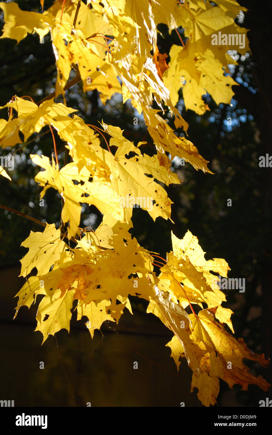 Variegated maple leaf hi-res stock photography and images - Alamy