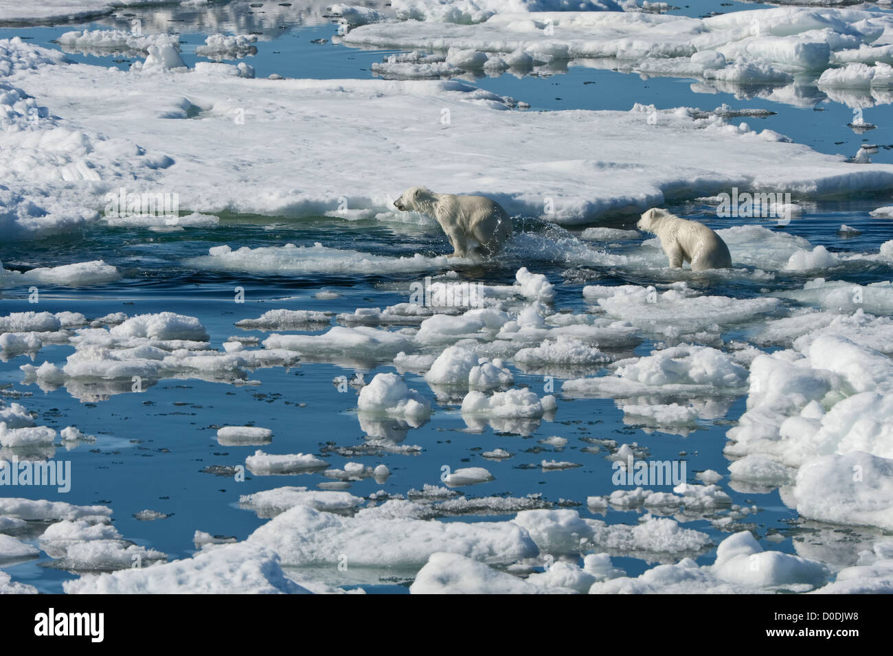Two Polar bear cubs (Ursus maritimus) running over pack ice, Svalbard ...