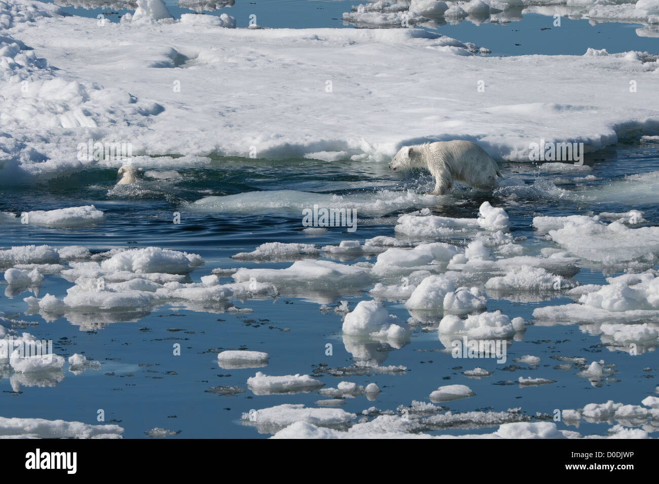 Two white bear hi-res stock photography and images - Alamy