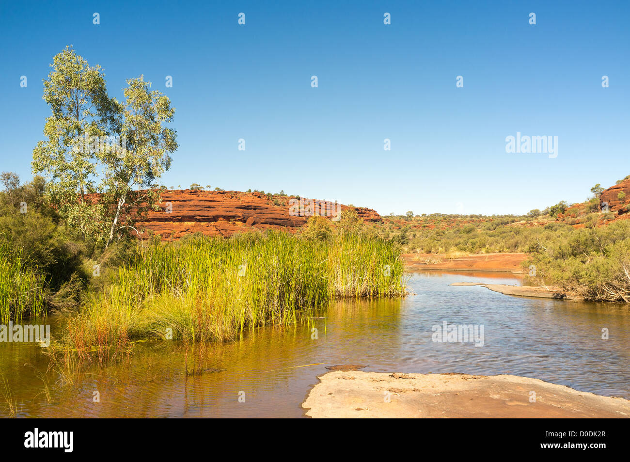 Palm Valley in Finke Gorge National Park near Alice Springs in the Red ...