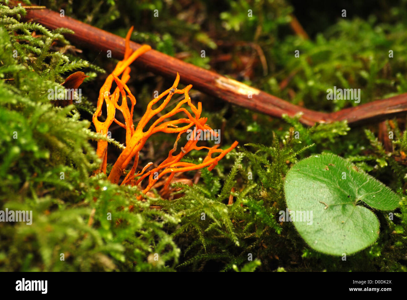 Calocera Viscosa fungi closeup on moss Stock Photo - Alamy
