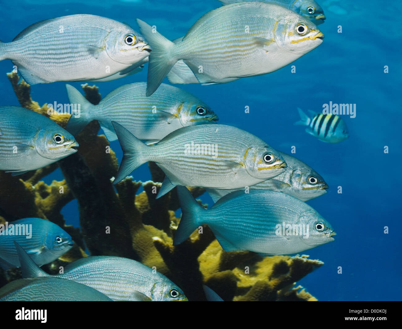 Bermuda chub fish hi-res stock photography and images - Alamy
