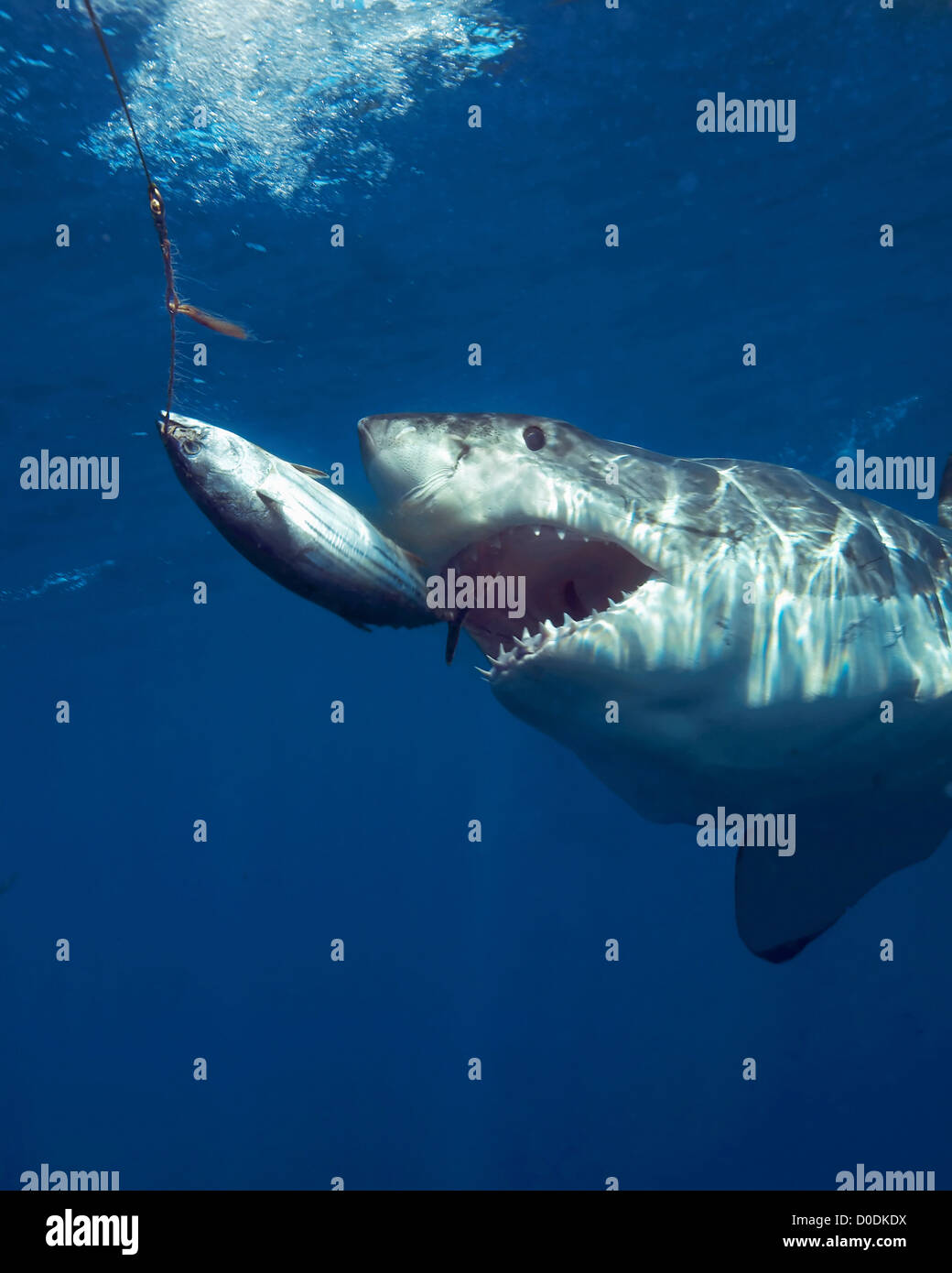 Underwater Image of a Great White Shark Attacking a Baited Lure Stock ...
