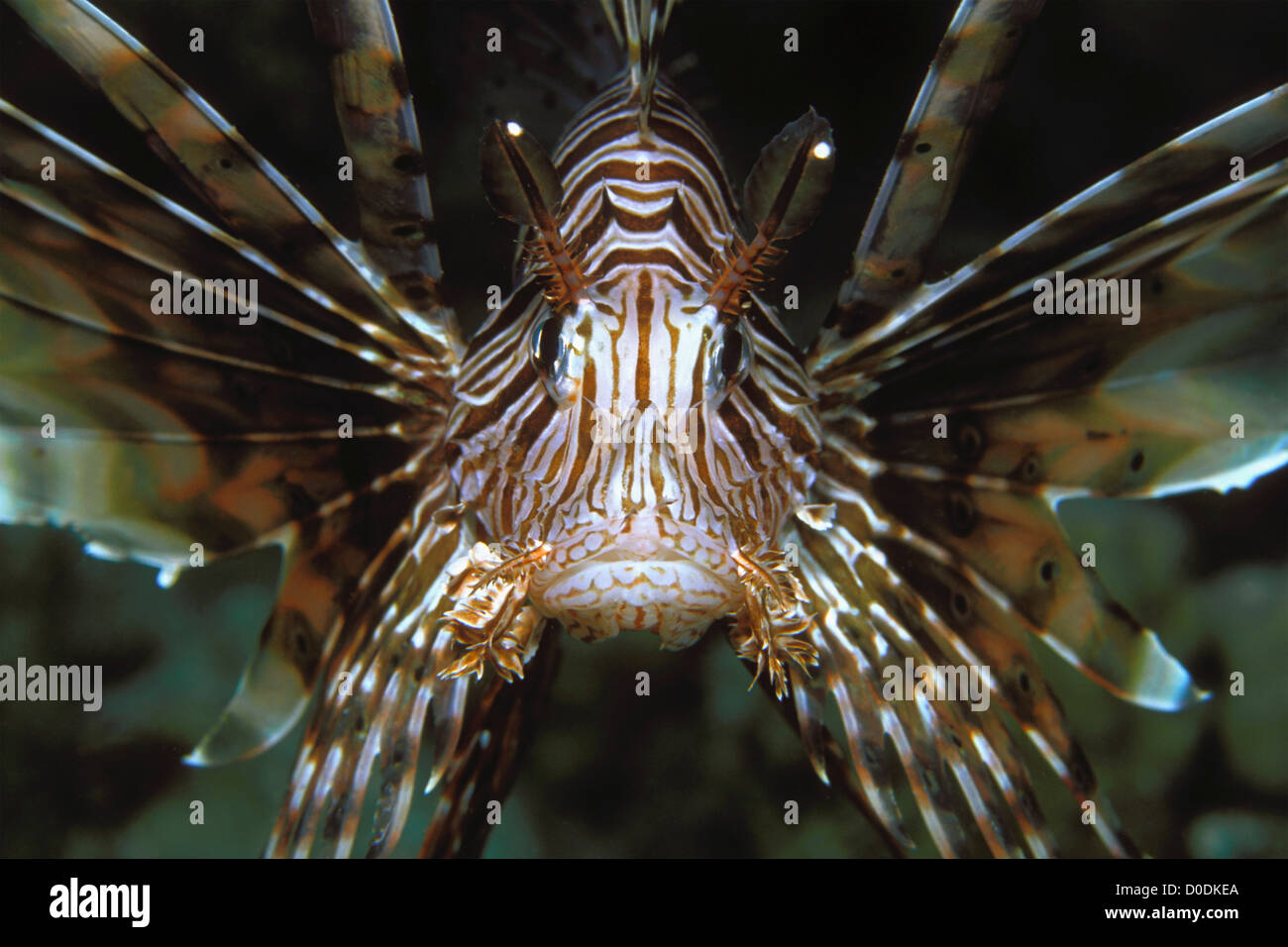 Portrait of a Lionfish Stock Photo - Alamy