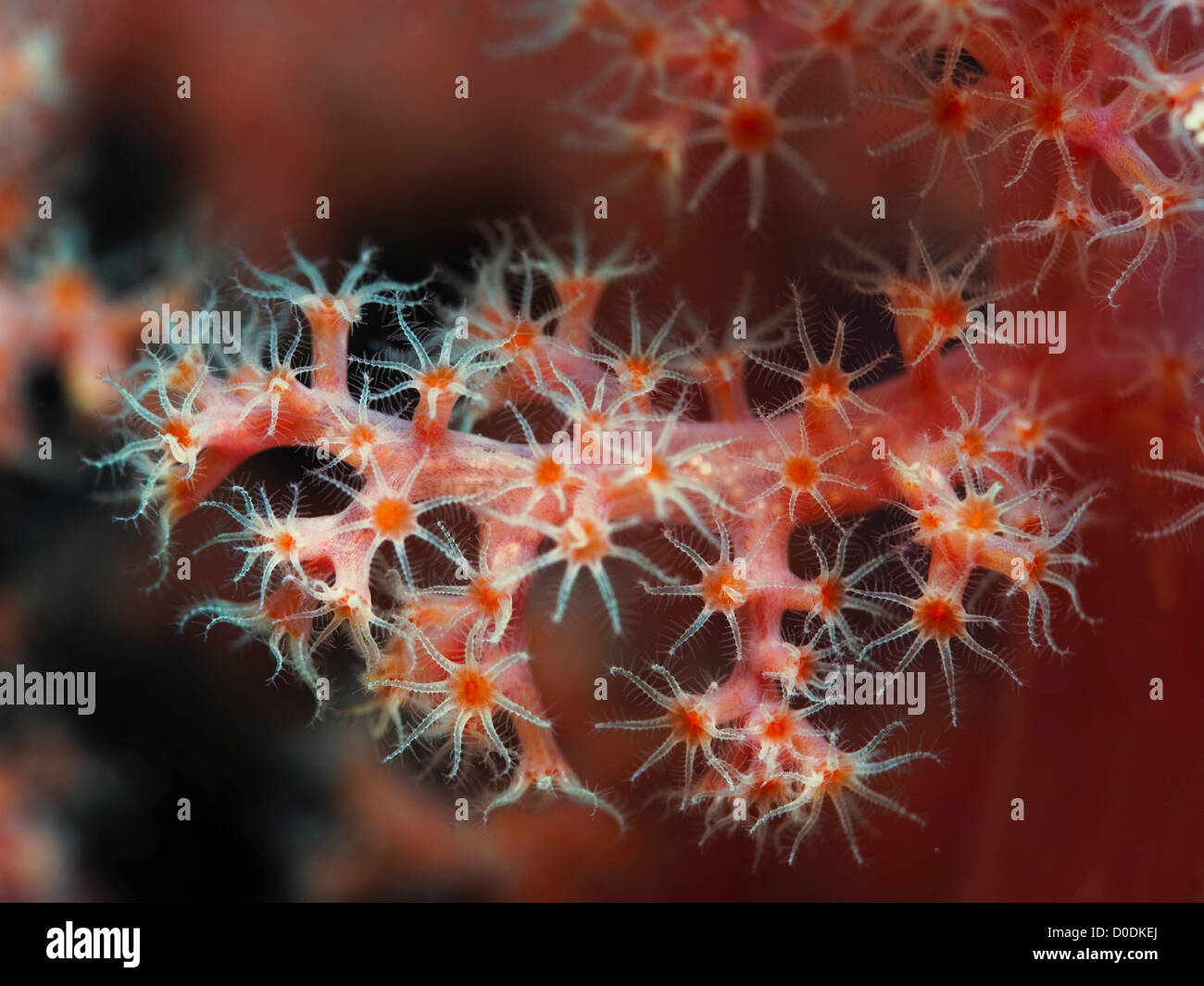 Close Up of Soft Coral Polyps Stock Photo - Alamy