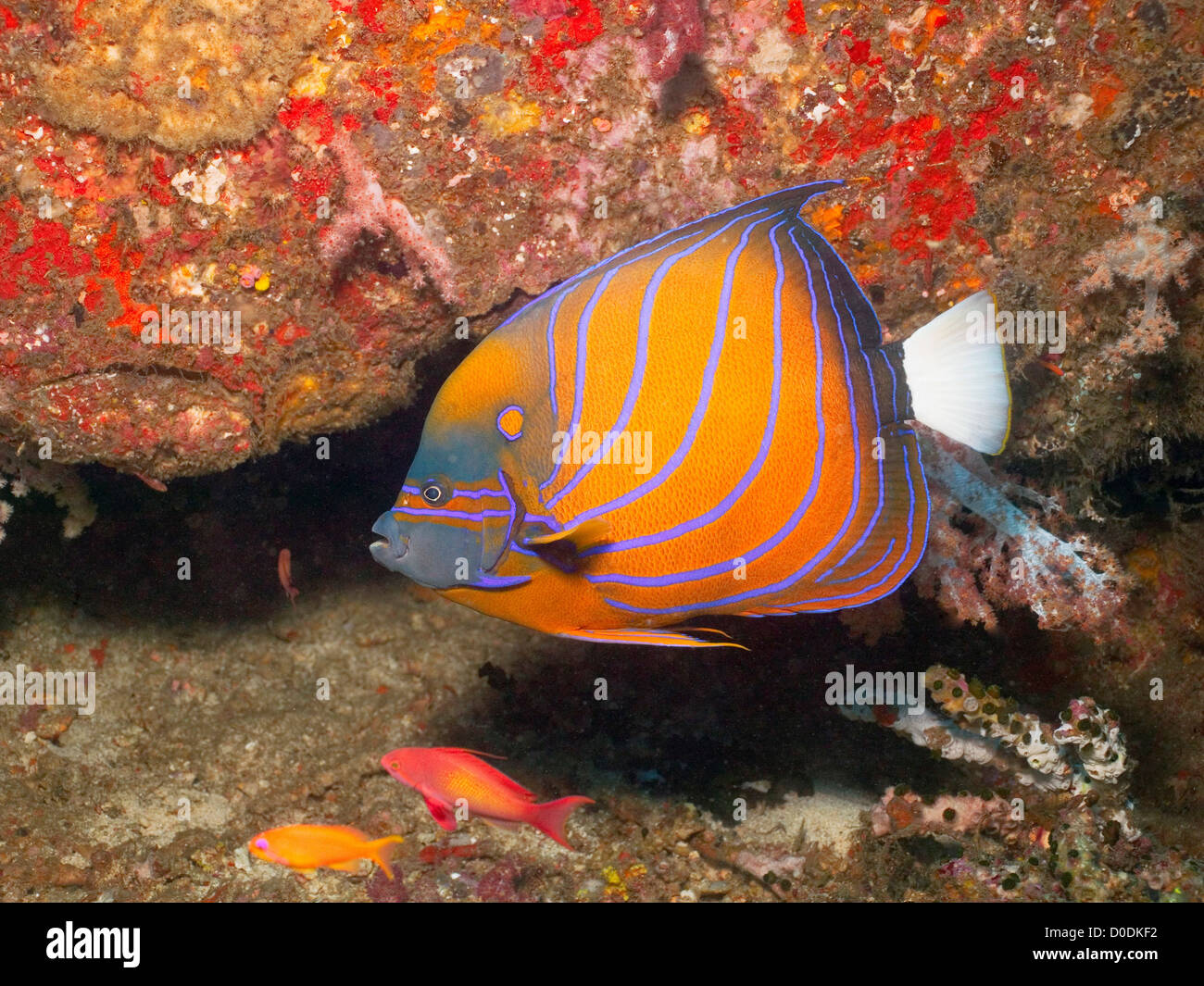 Blue Ring Angelfish Stock Photo - Alamy