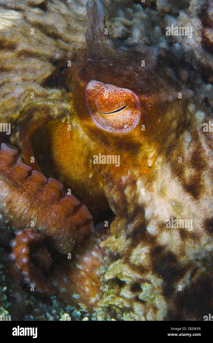 Octopus foot hi-res stock photography and images - Alamy