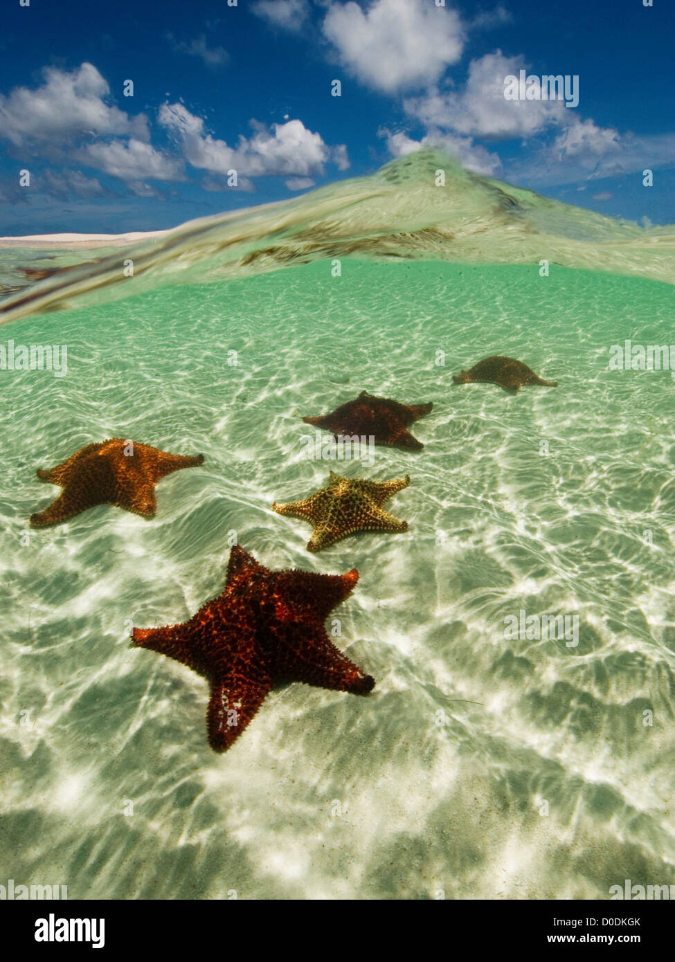 Split View of Blue Sky Above and Starfish Underwater Stock Photo - Alamy