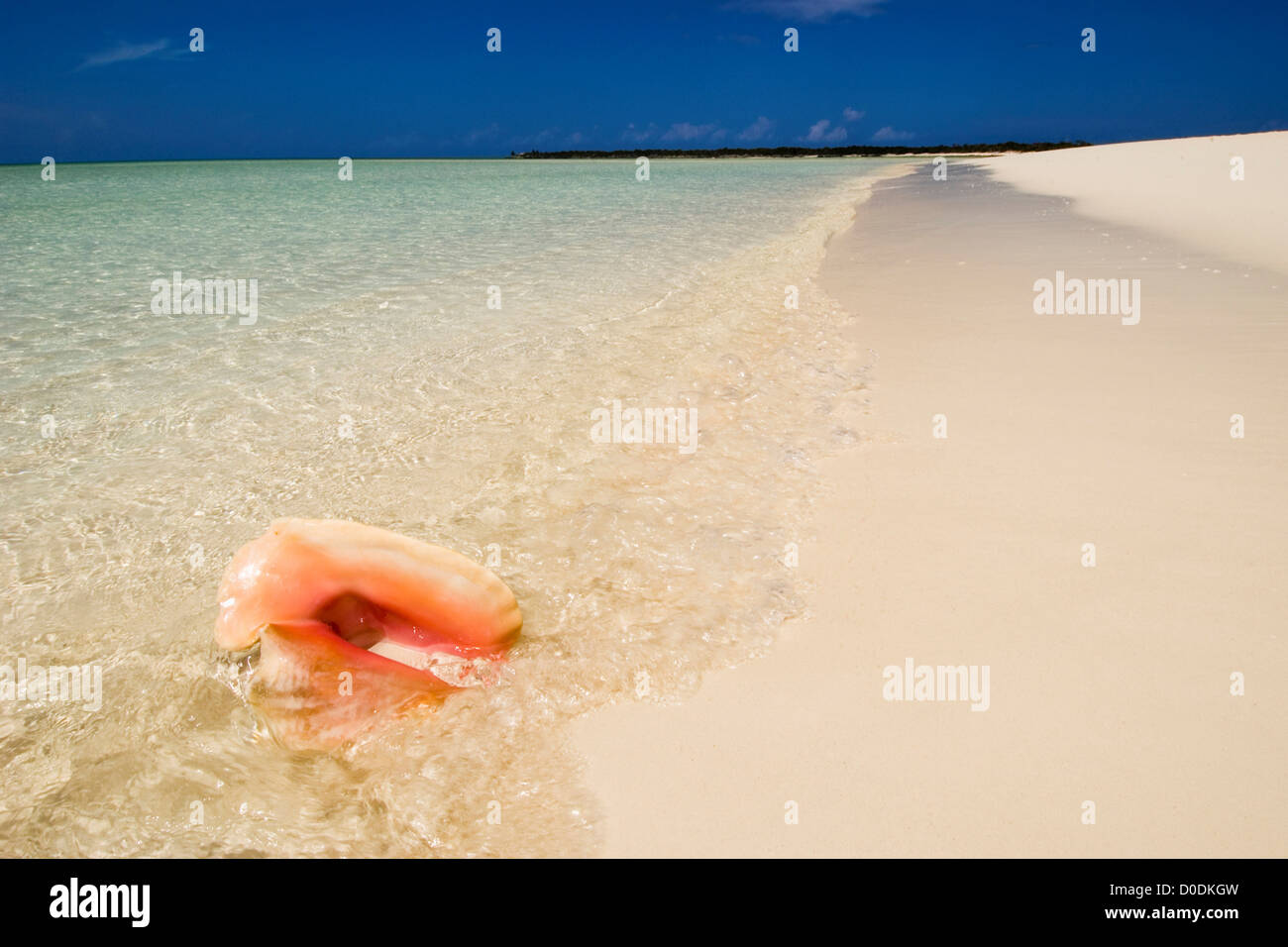 Queen Conch Shell On Bahamas High Resolution Stock Photography and ...