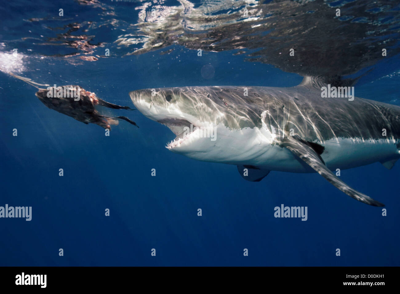 Lunging island hi-res stock photography and images - Alamy