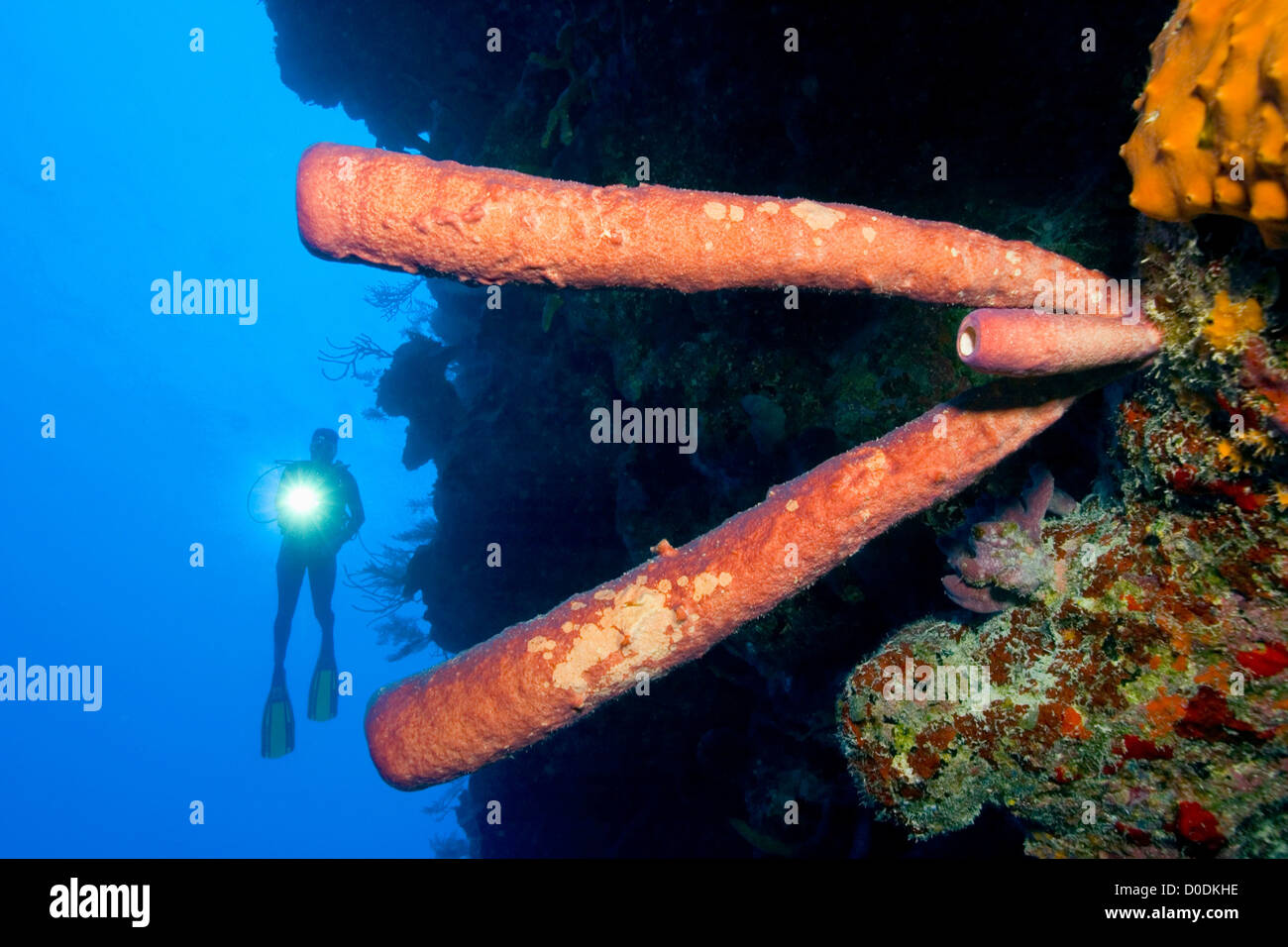 Scuba Diver and Large Tube Sponge on a Deep Wall Dive Stock Photo - Alamy