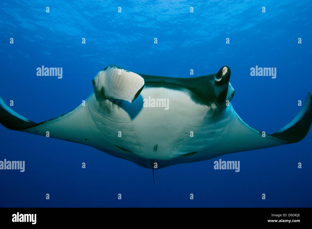 Portrait of a Giant Manta Ray Stock Photo - Alamy