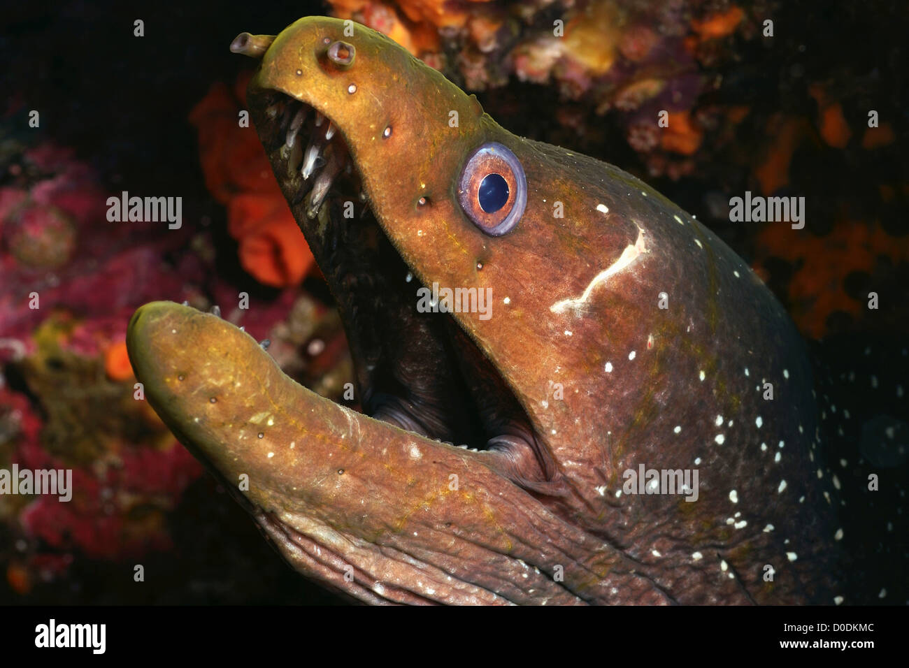 Portrait of a Fine Spotted Moray Stock Photo - Alamy