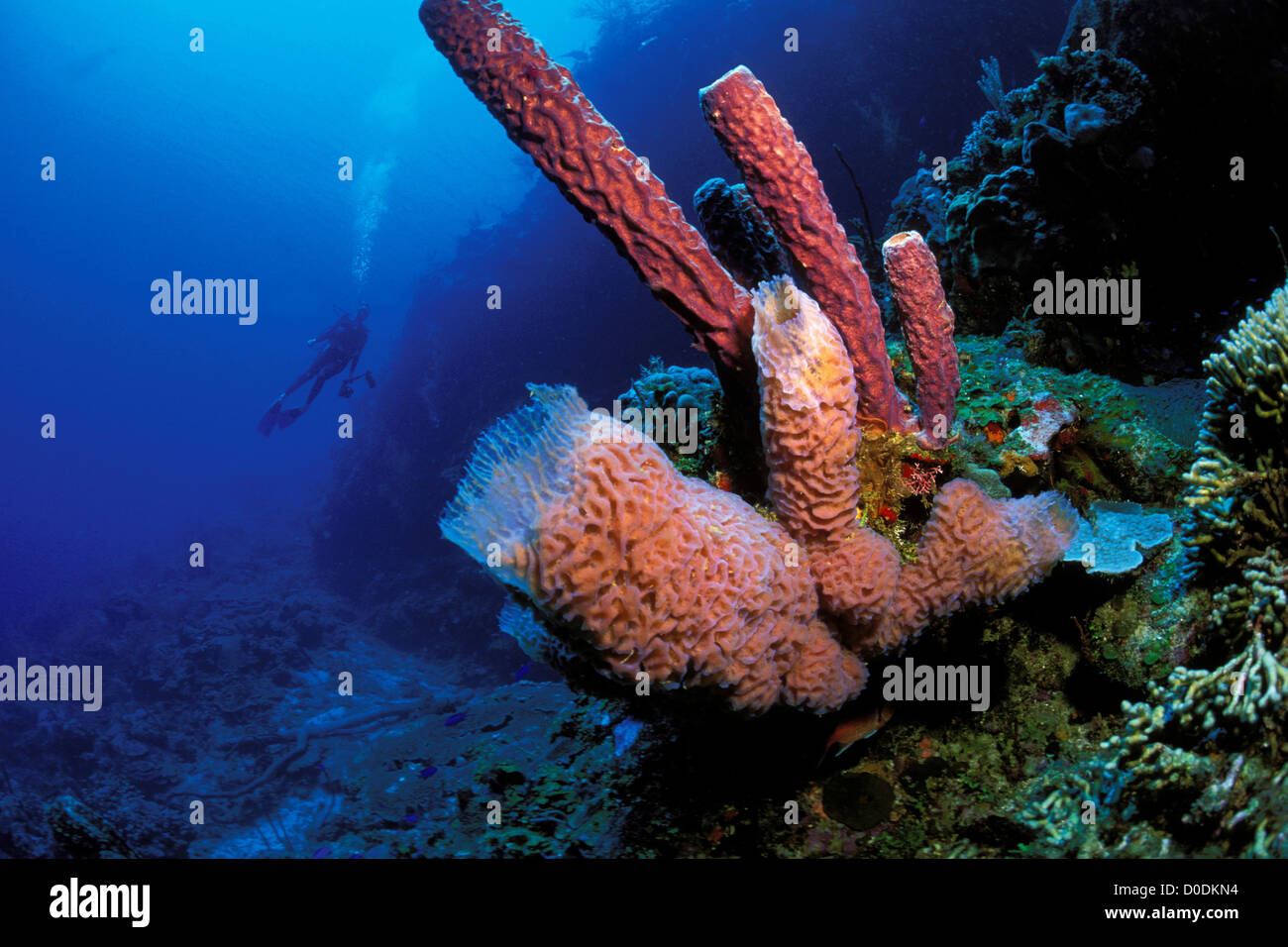 A Bouquet of Sponges Adorns a Reef in the Dominican Republic Stock ...