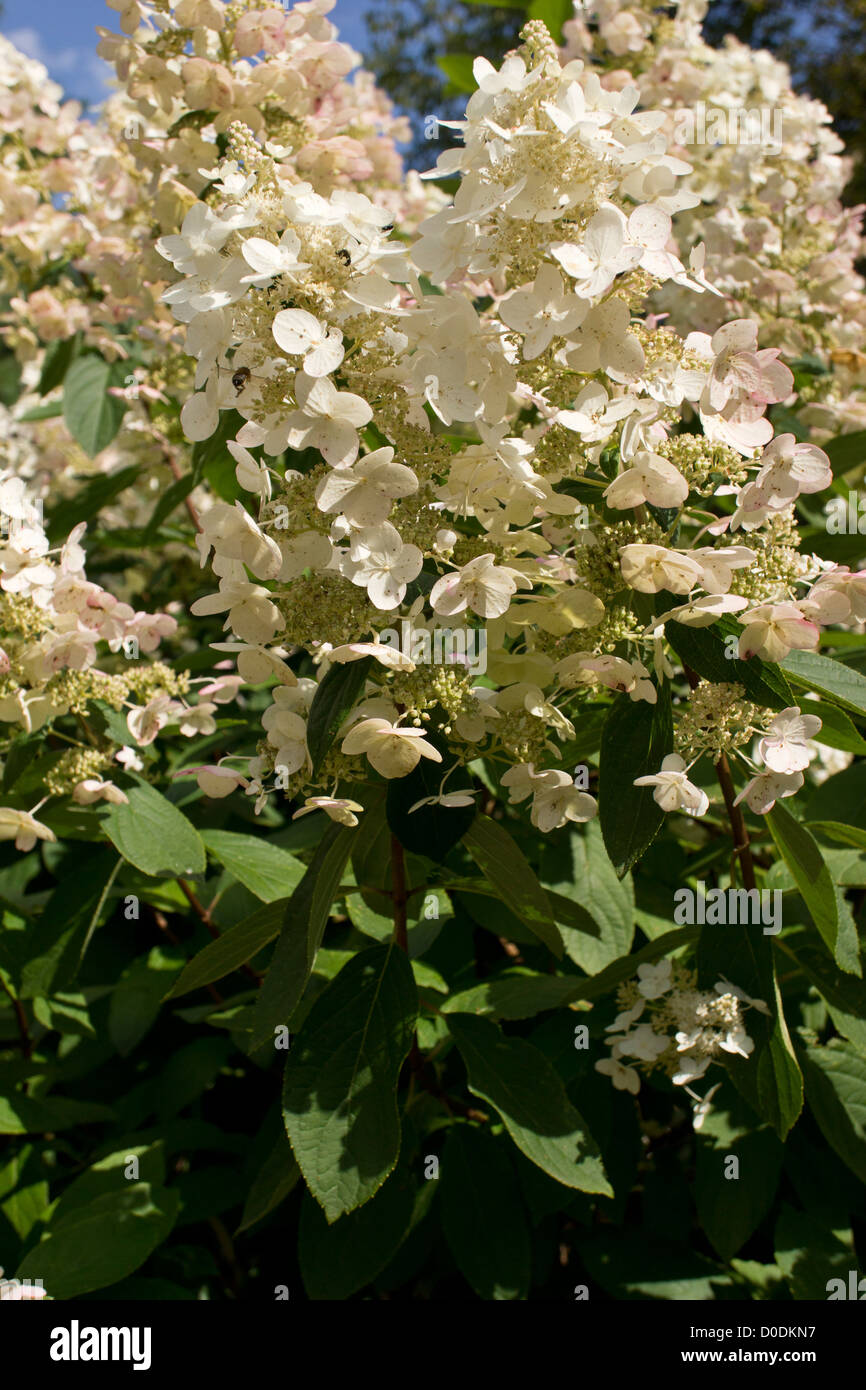 Hydrangea paniculata kyushu hi-res stock photography and images - Alamy