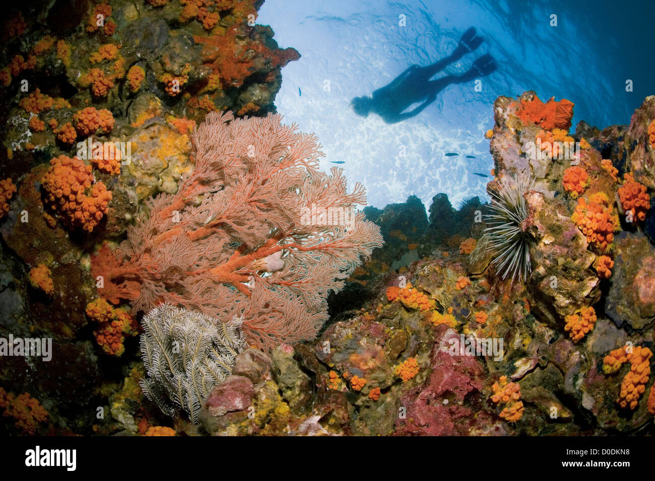 Underwater View of Snorkeler Exploring a Reef Stock Photo - Alamy