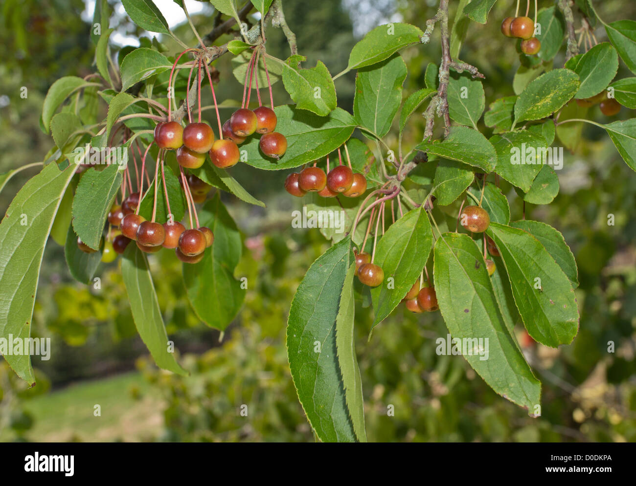 Chinese apple hi-res stock photography and images - Alamy