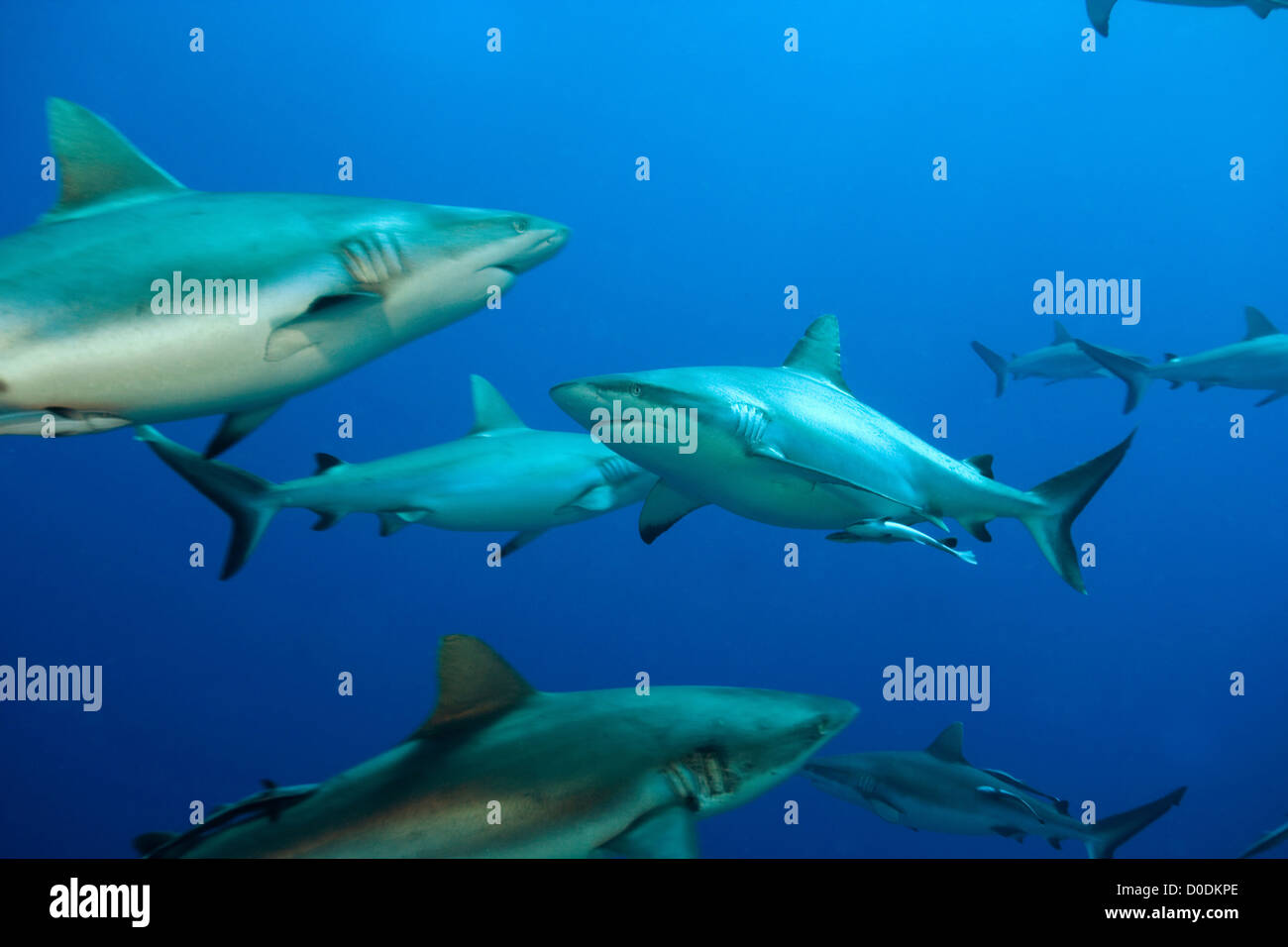 Grey Reef Sharks Circling Stock Photo - Alamy