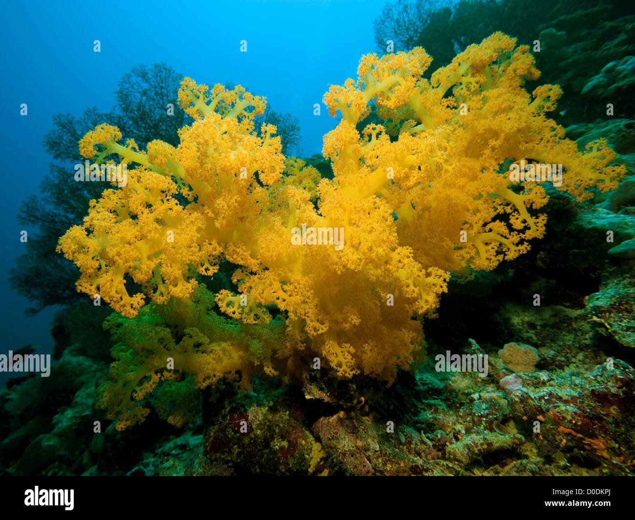 Clear coral polyp hi-res stock photography and images - Alamy