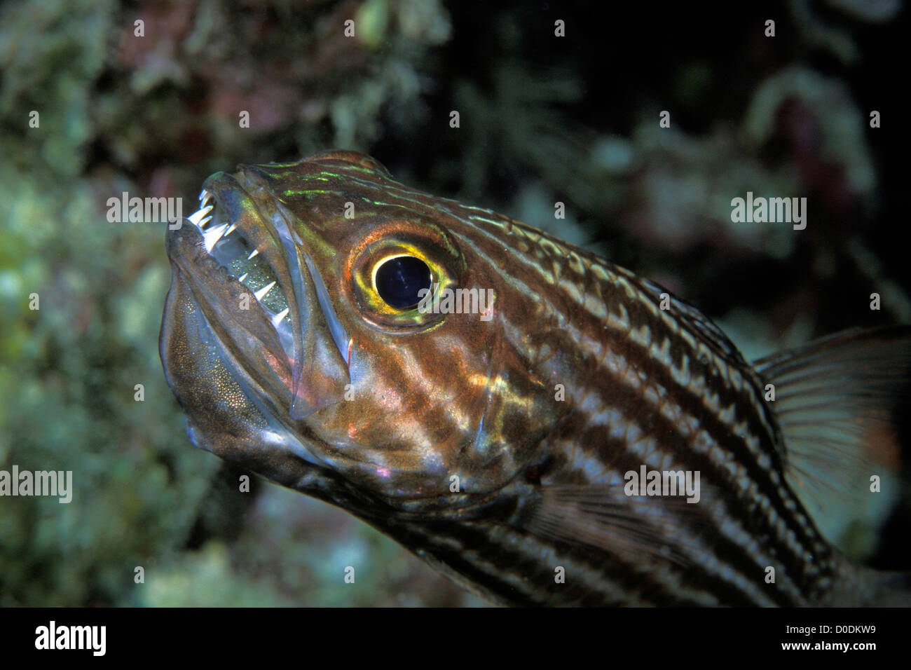 Mouth brooding fish hi-res stock photography and images - Alamy
