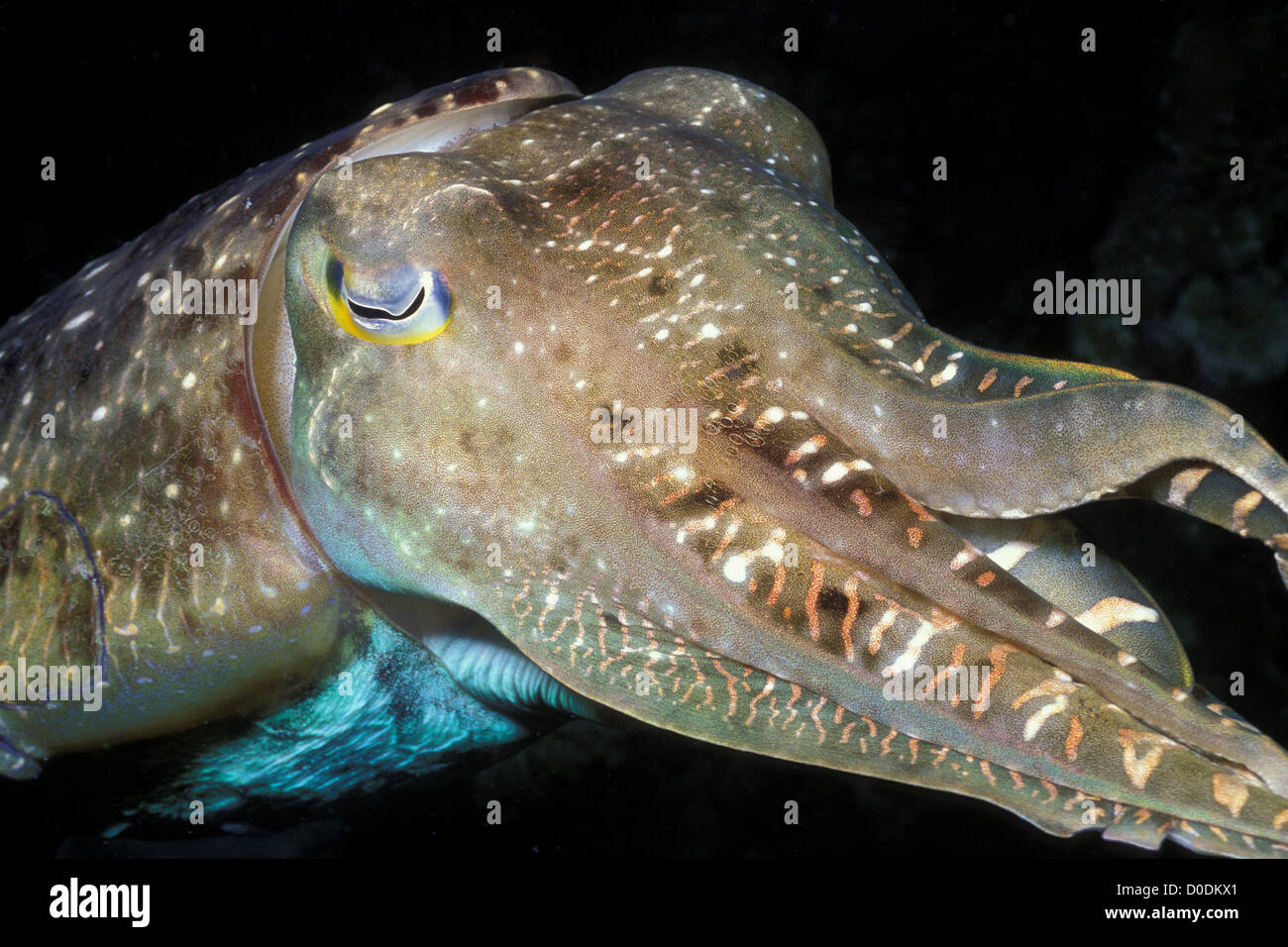 Broadclub Cuttlefish Portrait Stock Photo - Alamy