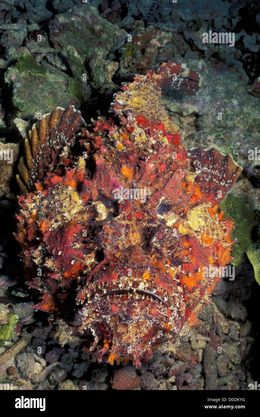 Grumpy fish hi-res stock photography and images - Alamy