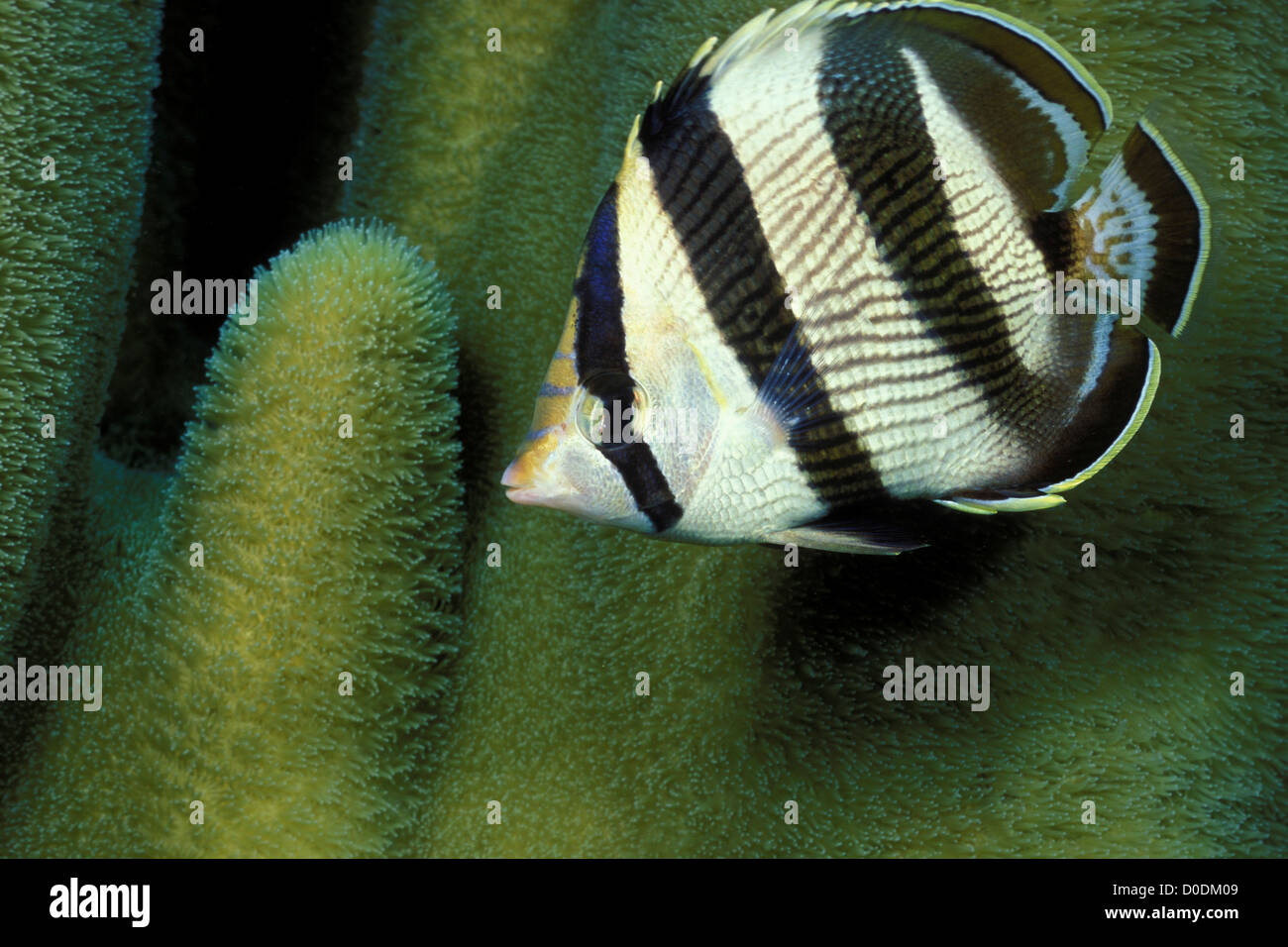 Banded Butterflyfish and Pillar Coral Stock Photo - Alamy
