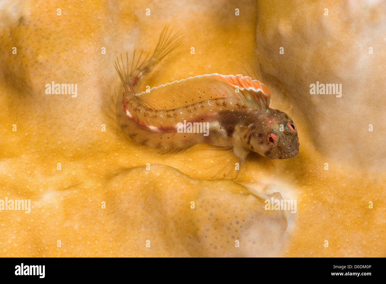 Red Banner Blenny Shows Off His Colors Stock Photo - Alamy
