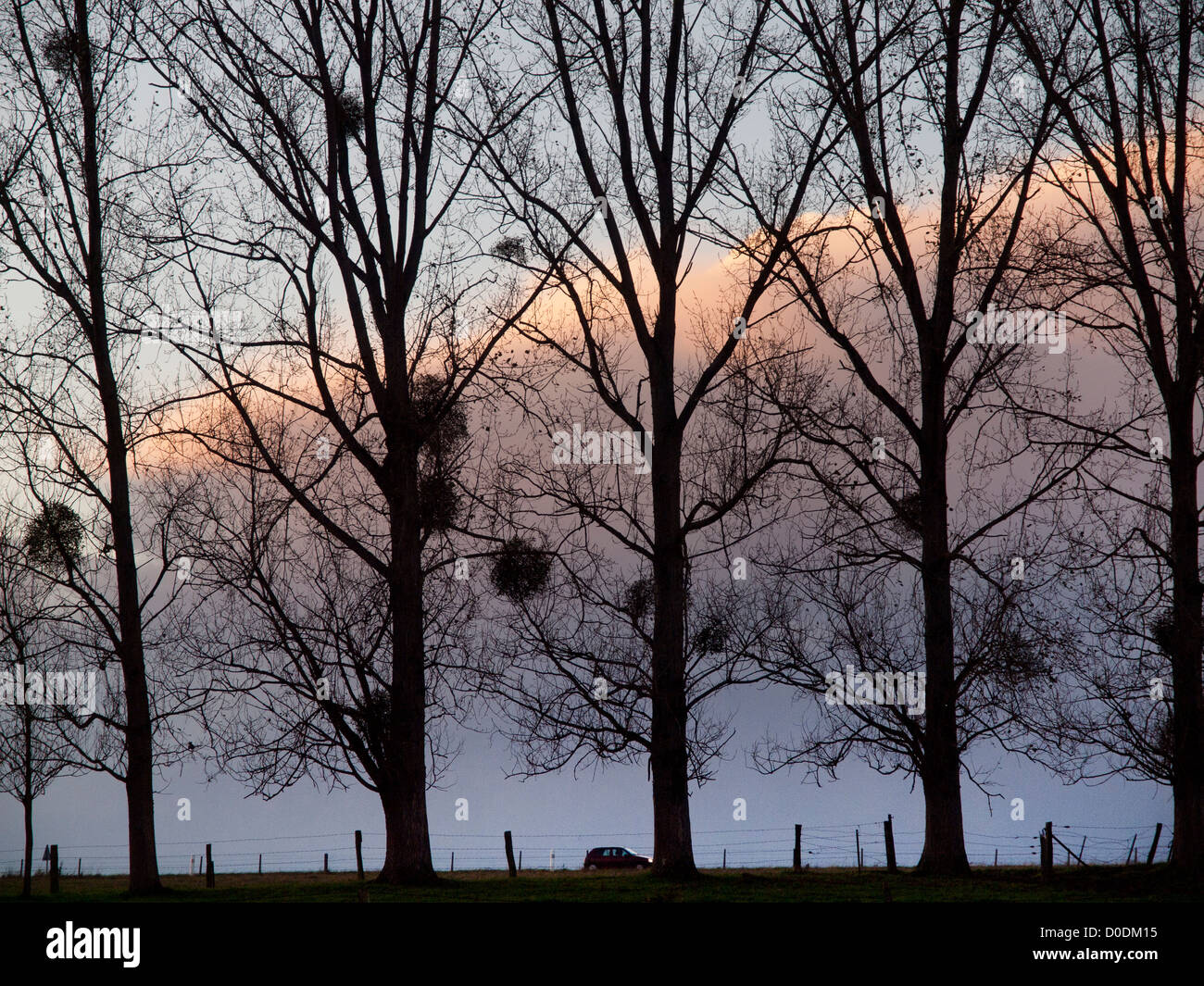 Poplar trees at dusk in Normandy,France Stock Photo - Alamy
