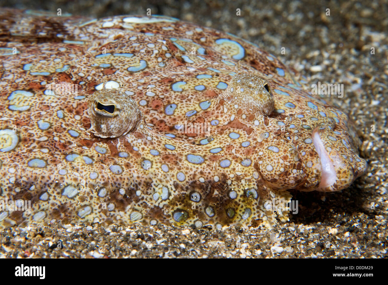 Left Eyed Flounder High Resolution Stock Photography and Images - Alamy