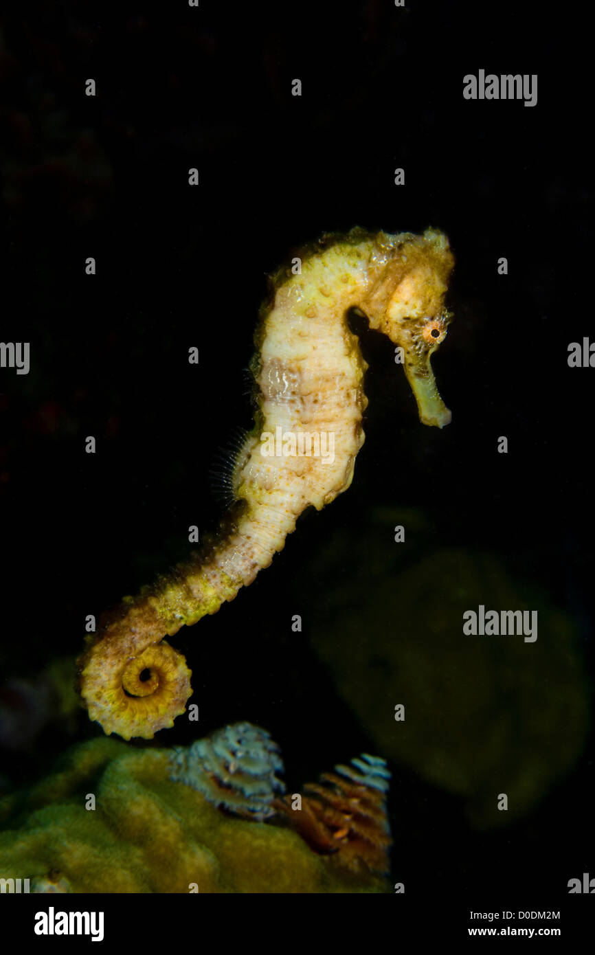 Longsnout Seahorse and Christmas Tree Worms Stock Photo - Alamy