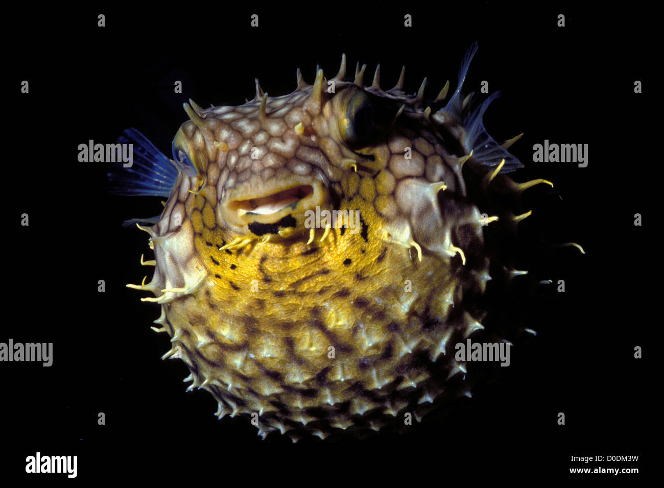 Poofs hi-res stock photography and images - Alamy