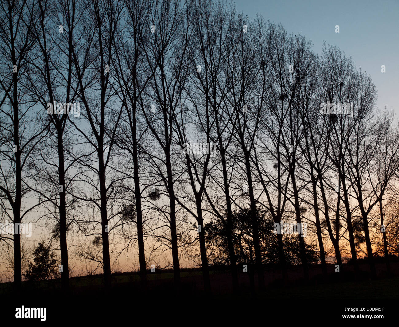 Poplar trees and france hi-res stock photography and images - Alamy