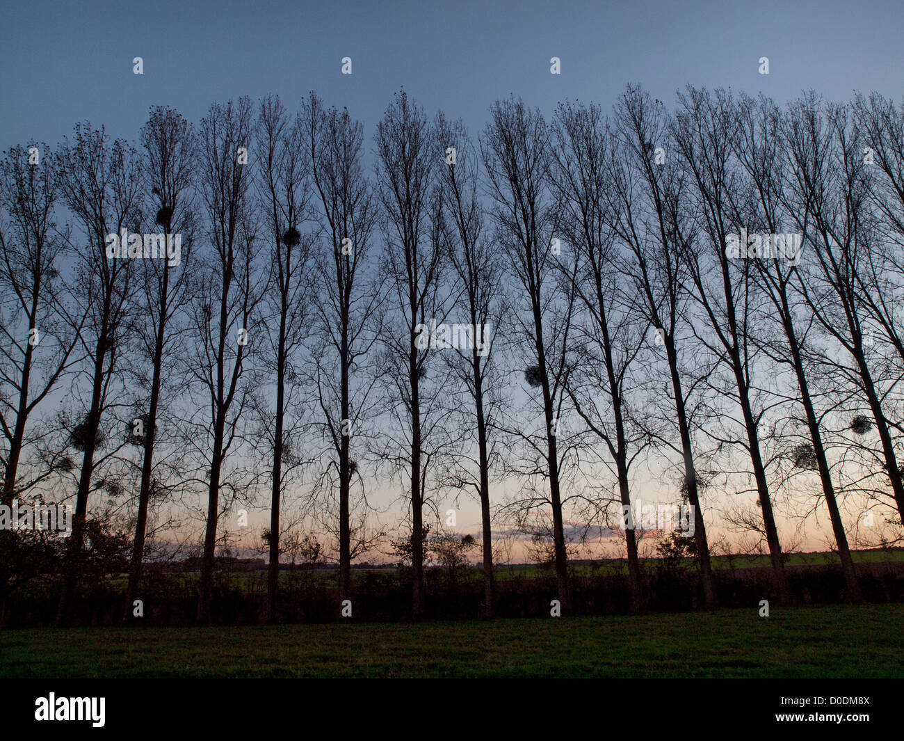 Poplar trees mistletoe in hi-res stock photography and images - Alamy