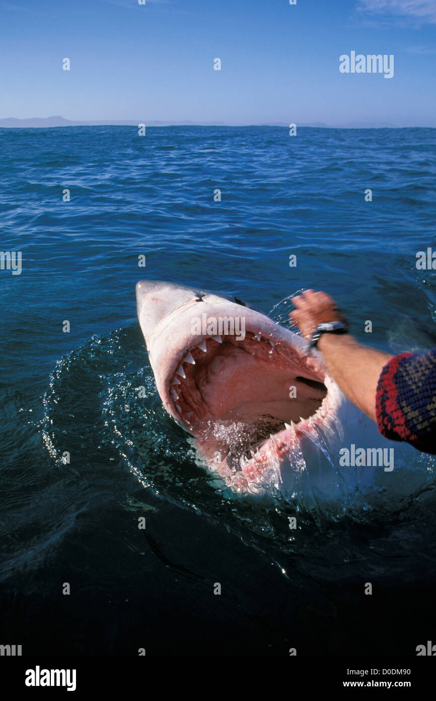 Throwing Bait to a Great White Shark Stock Photo - Alamy