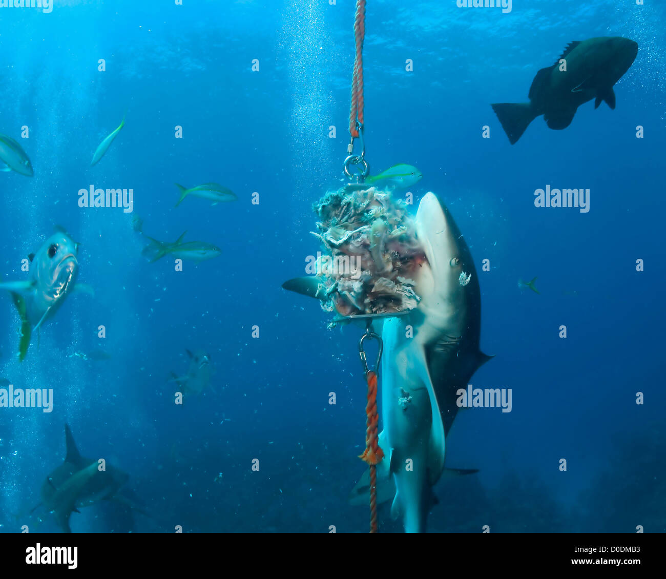 Caribbean reef shark eating hi-res stock photography and images - Alamy