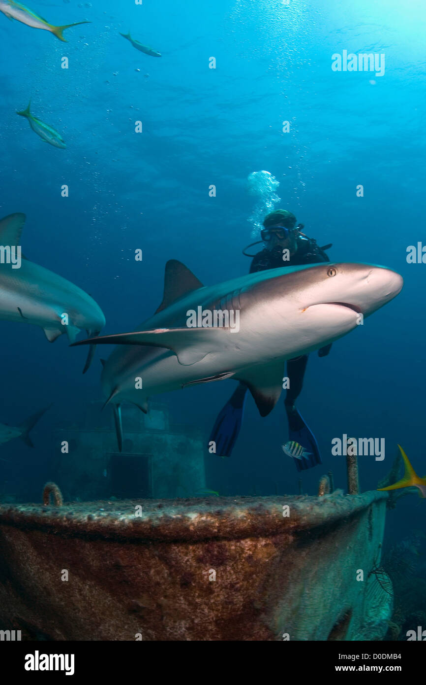 Predatory sharks hi-res stock photography and images - Alamy