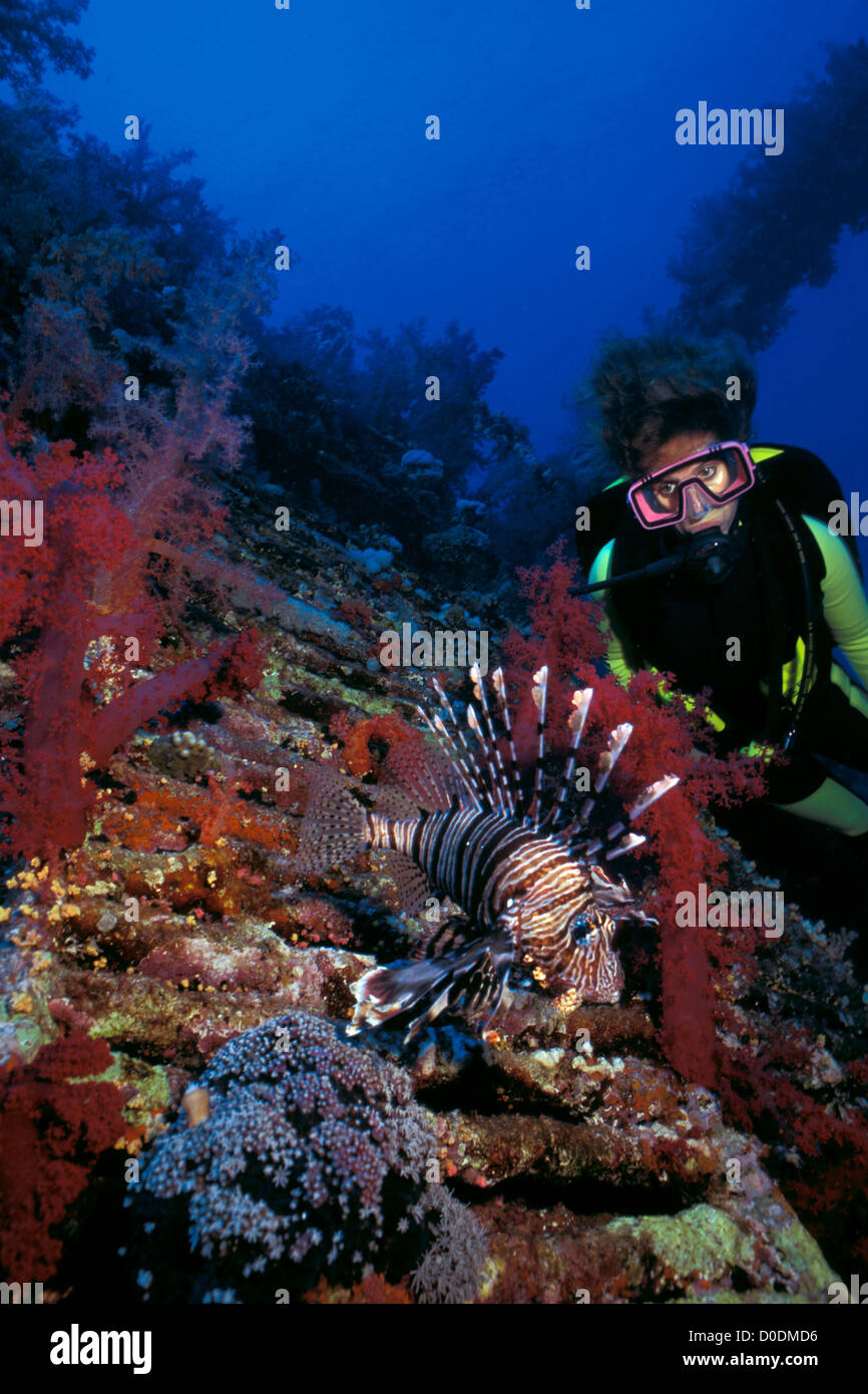 Scuba Diver Watches a Common Lionfish Stock Photo - Alamy