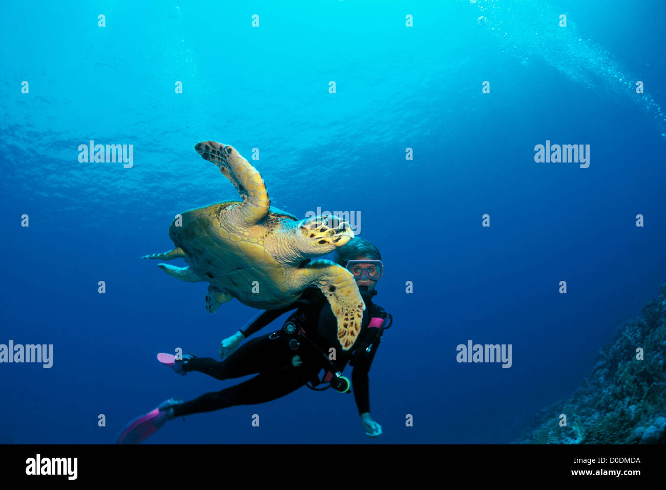 Scuba Diver and Turtle Stock Photo - Alamy