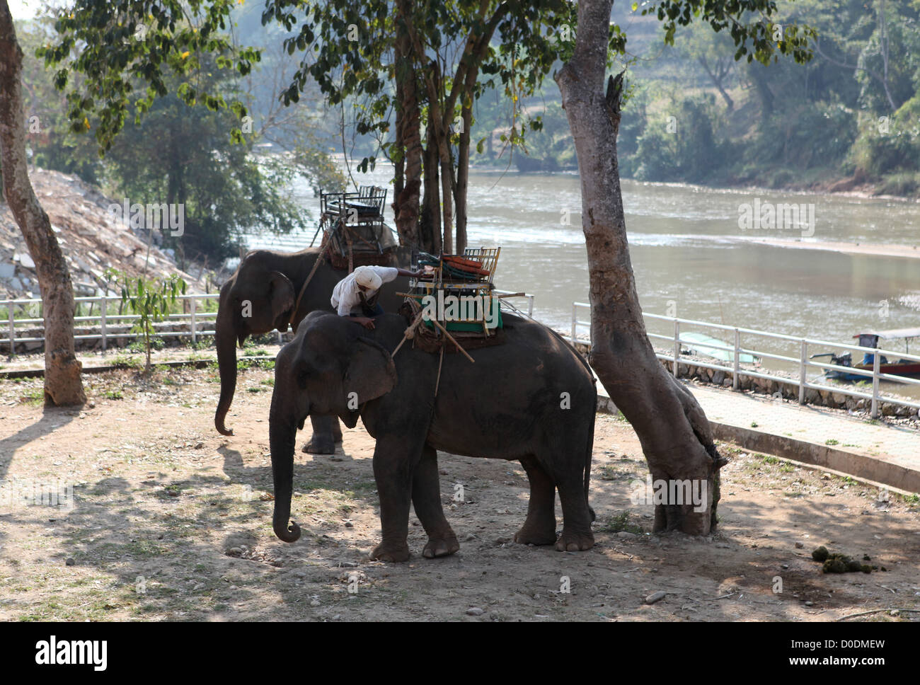 Elephant camp on the Mae Kok river, Baan Ruamit, Karen Ruammit, Chiang ...