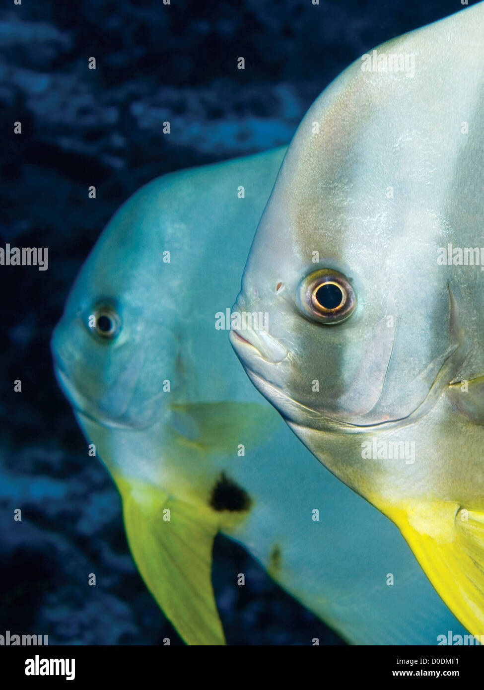 Pair of Adult Teira Batfish, Papua New Guinea Stock Photo - Alamy