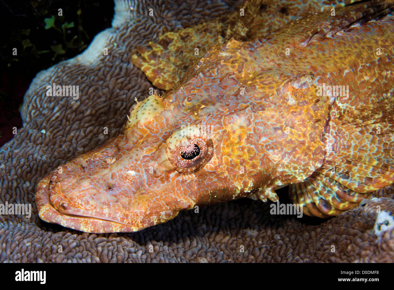 Fish crocodile hi-res stock photography and images - Alamy