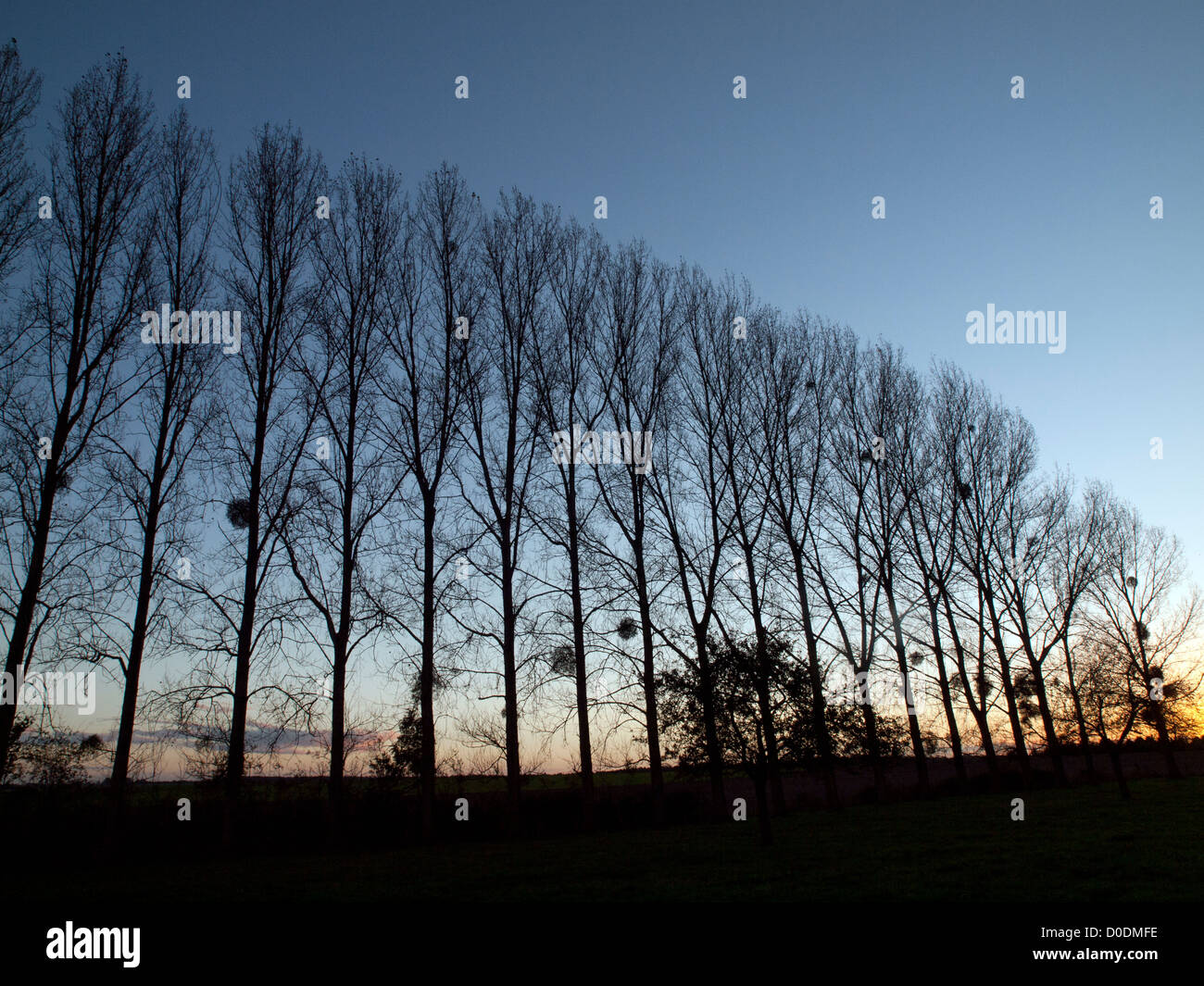 Poplar trees mistletoe in hi-res stock photography and images - Alamy