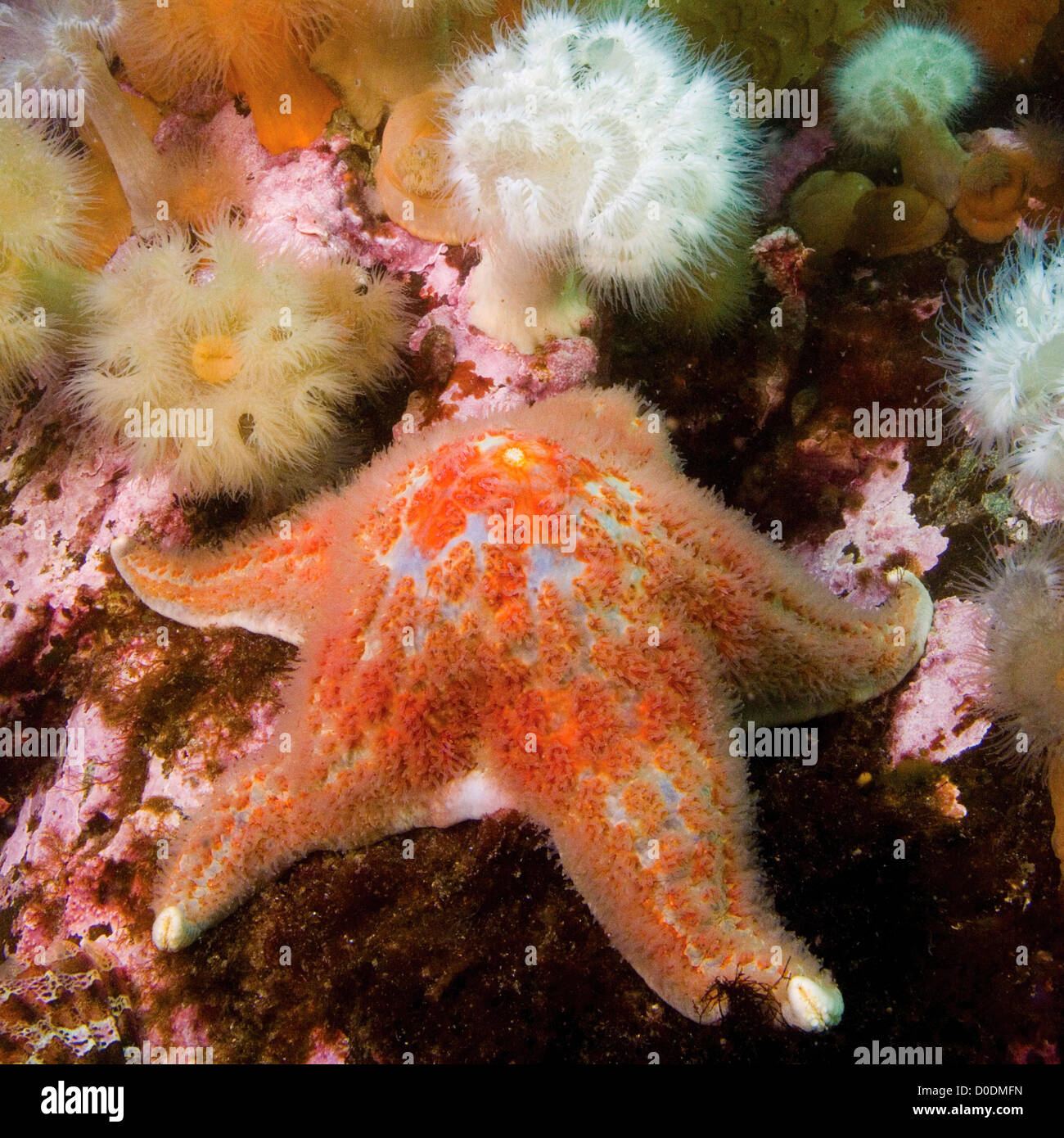 Leather star anemone hi-res stock photography and images - Alamy
