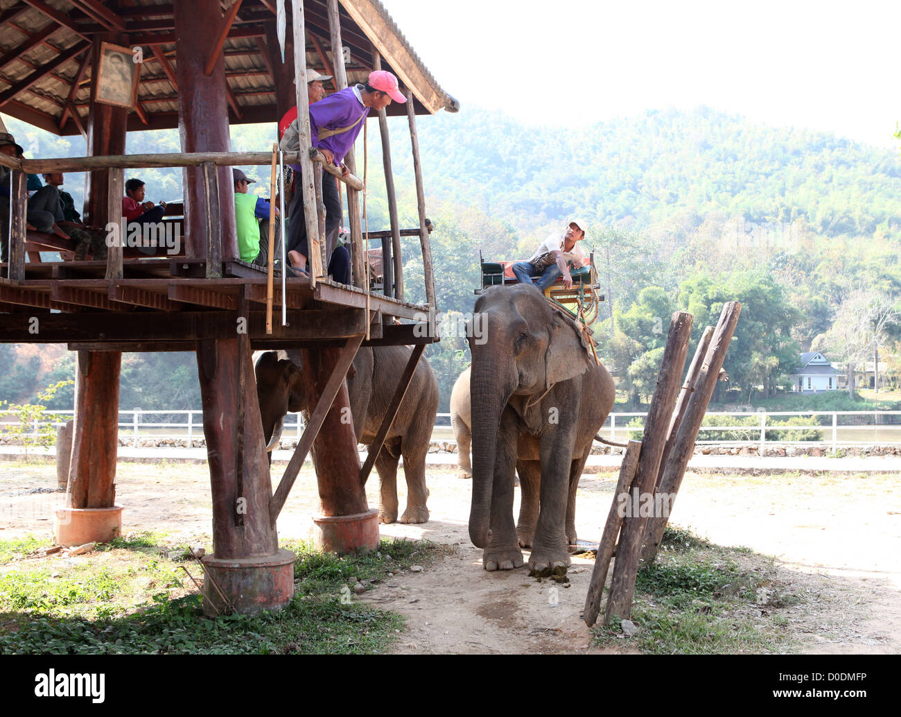 Elephant camp on the Mae Kok river, Baan Ruamit, Karen Ruammit, Chiang ...
