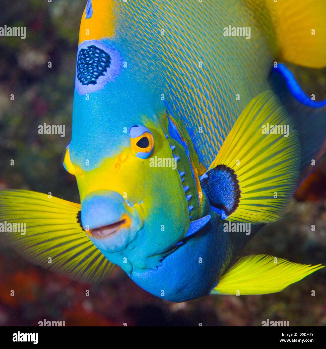 Elegant, Beautiful, and Colorful Face of a Queen Angelfish Stock Photo ...