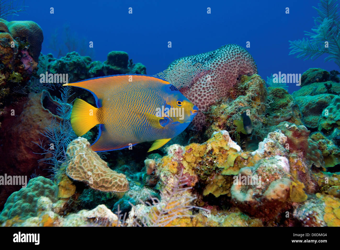 Queen imperial fish hi-res stock photography and images - Alamy