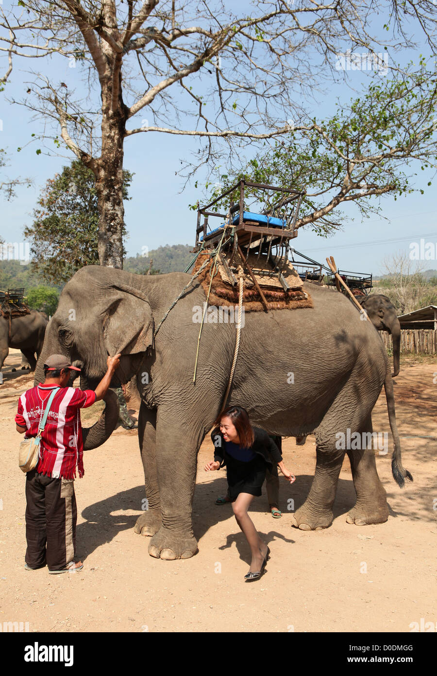 Elephant camp on the Mae Kok river, Baan Ruamit, Karen Ruammit, Chiang ...