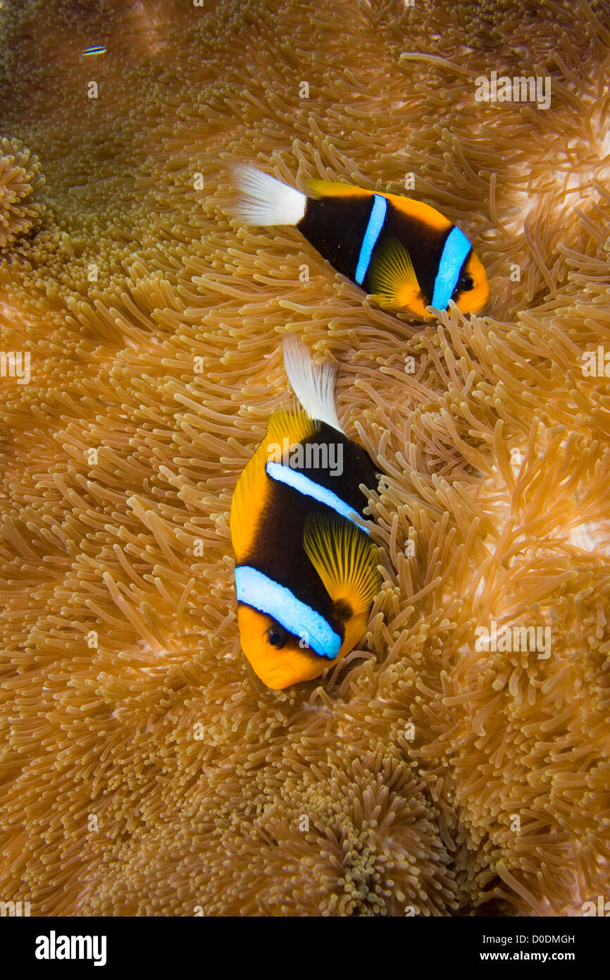 Pair of Clownfish in an Anemone Stock Photo - Alamy